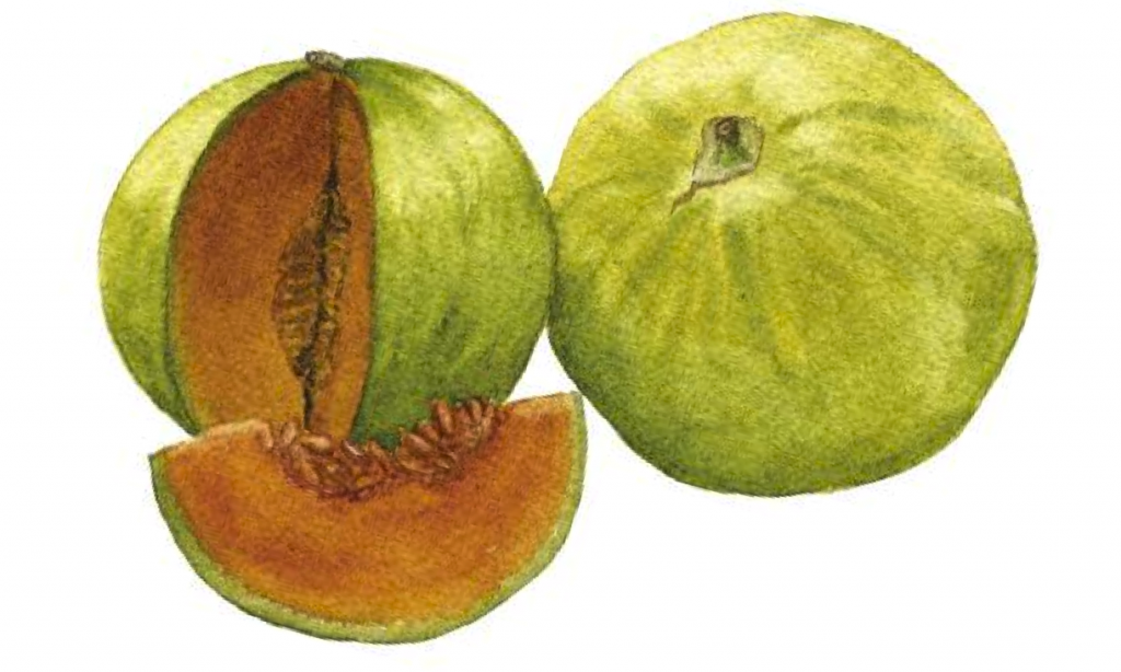 WHAT'S IN SEASON - Edible Monterey Bay