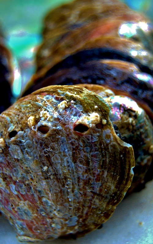 Meet the Abalone Farmer - Edible Monterey Bay