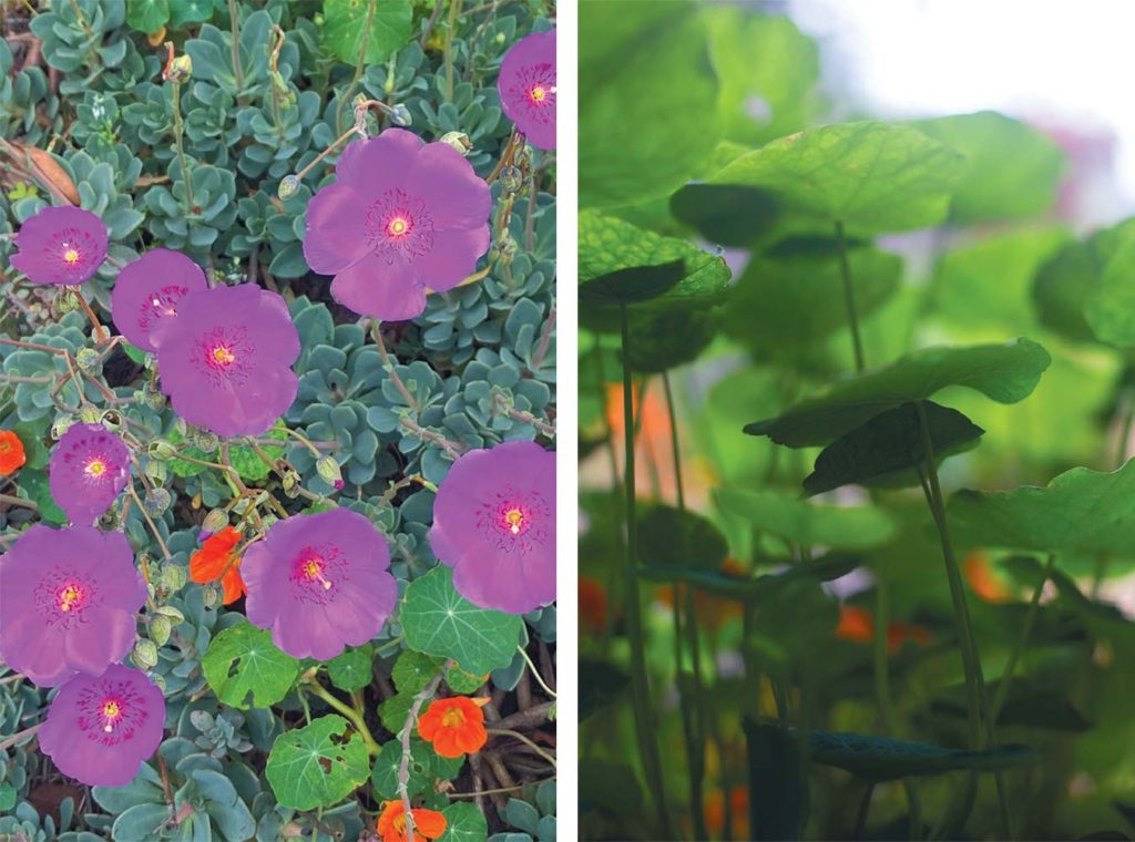 BACK ALLEY GARDEN - Edible Monterey Bay