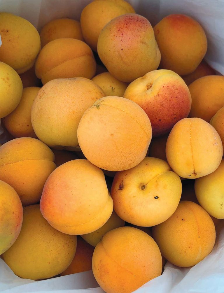 APRICOTS - Edible Monterey Bay