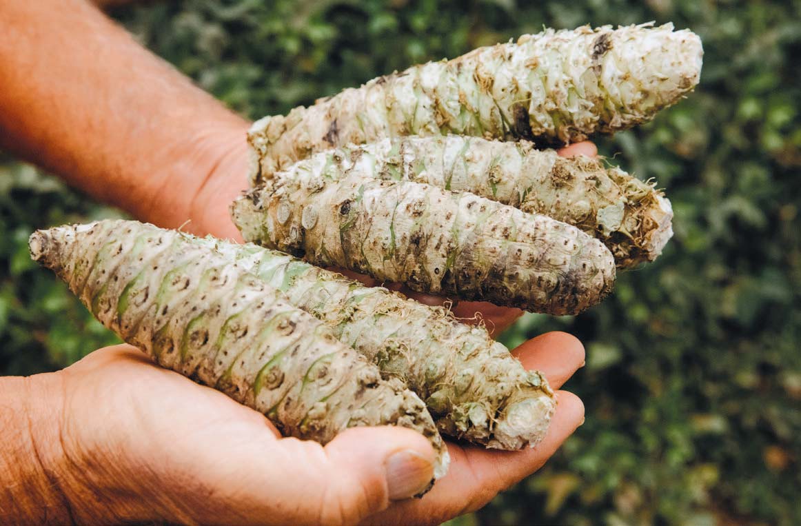 WASABI - Edible Monterey Bay