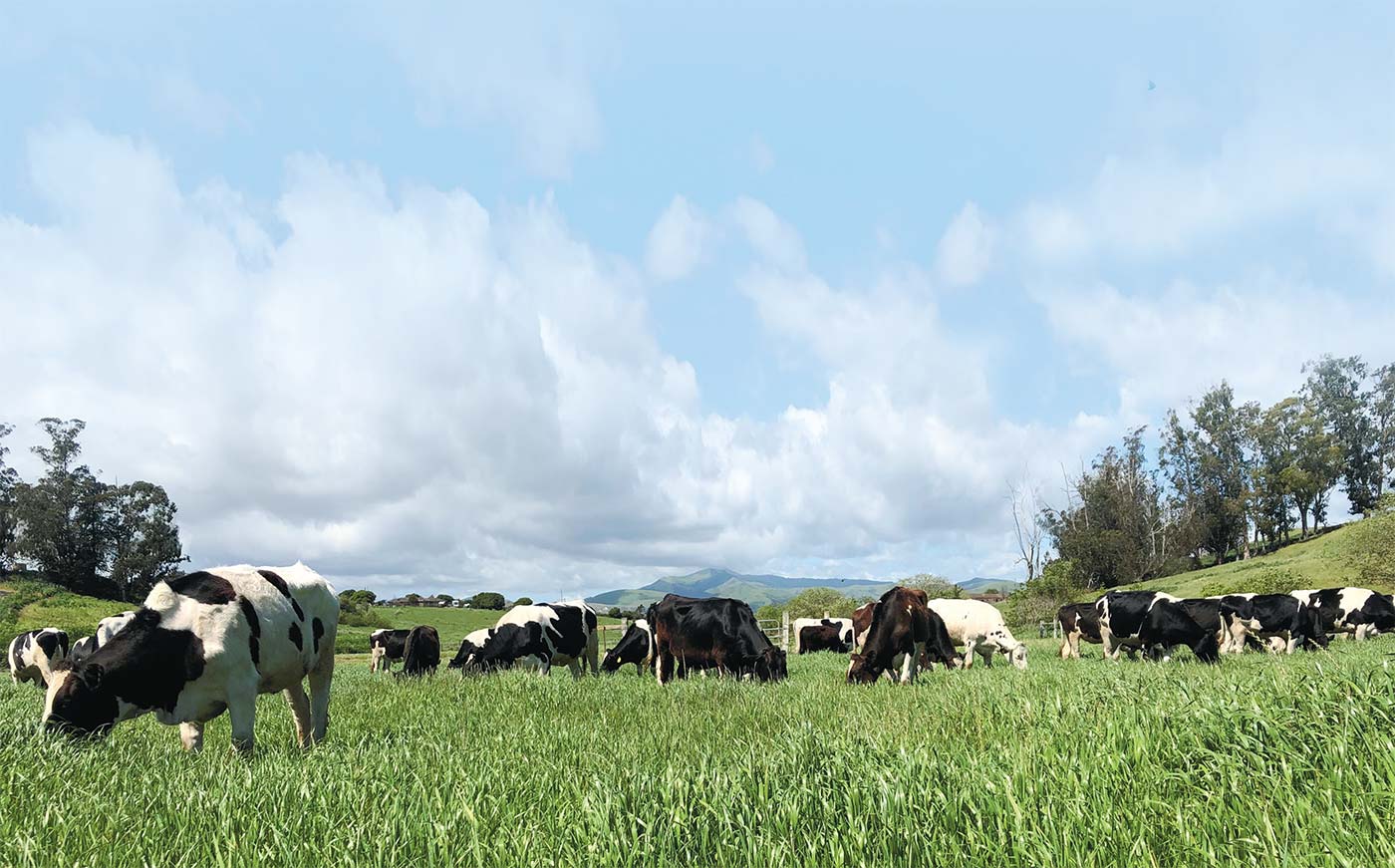 Schoch Dairy: A Portal to a Bygone Era - Edible Monterey Bay