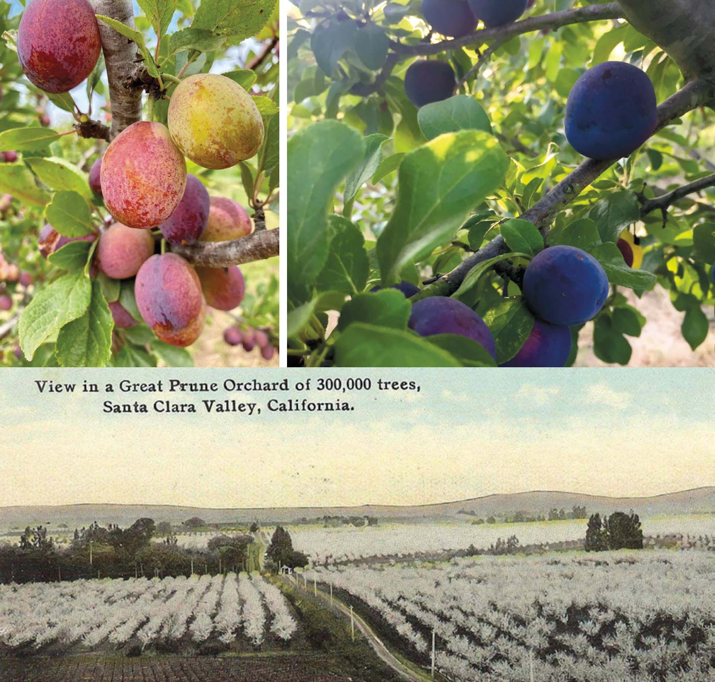 What's in Season: Prune Plums - Edible Monterey Bay