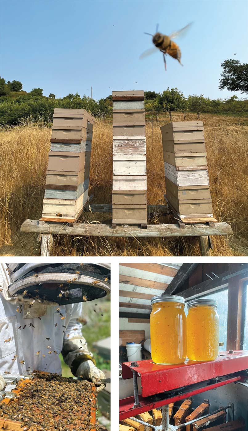 Bee Hopeful - Edible Monterey Bay