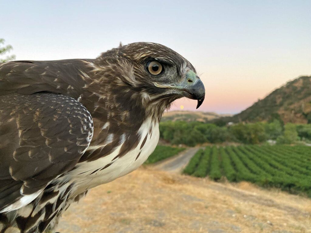 Grape Keeper: Meet Nat Wong of Blade & Talon - Edible Monterey Bay