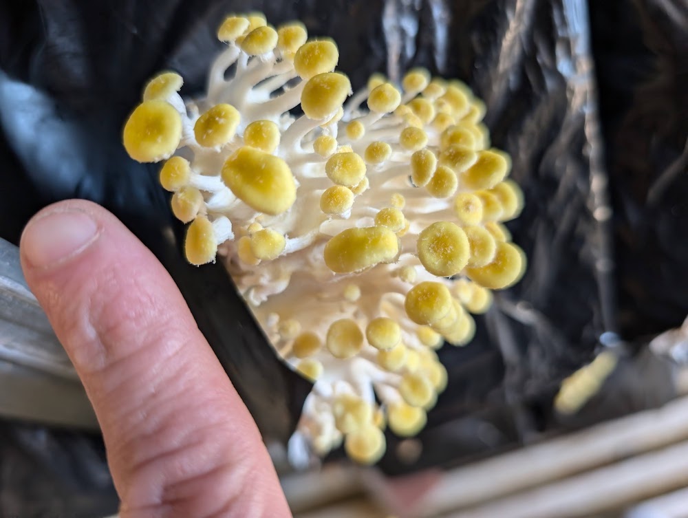 Paul Stamets Talks Paradigm Shift at the Golden State Theater - Edible Monterey Bay